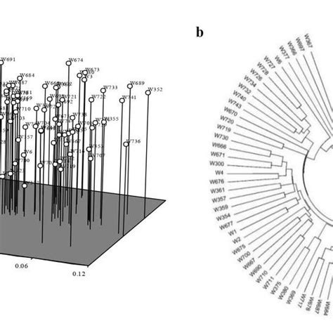 Cluster Diagram Based On The 15 Phenotypic Traits A Via Pc Download Scientific Diagram