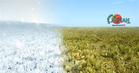 How to Choose the Right Grass Type for Your Region and Climate - Garden ...