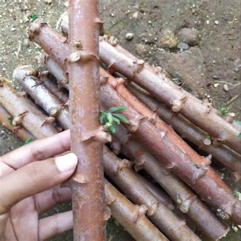 Batang Pohon Singkong Mentega Singkong Kuning Paket 15 Batang Bibit Batang Singkong Kuning