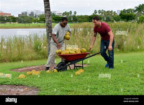 Two Men Harvesting Coconuts From Palm Tree For Safety And To Sell The Coconut Water In Doral