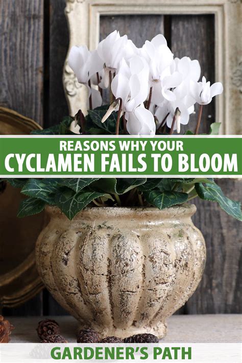 Common Reasons Why Cyclamen Fails To Bloom Gardeners Path Reportwire