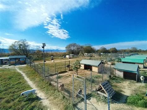 ცხოველების სოფელი რიჩი Gspsa