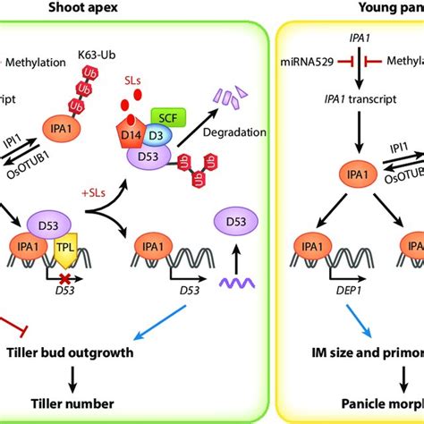 Pdf Genetic Regulation Of Shoot Architecture