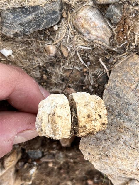 Is This A Fossil Or Just A Bone Fragment Rfossils