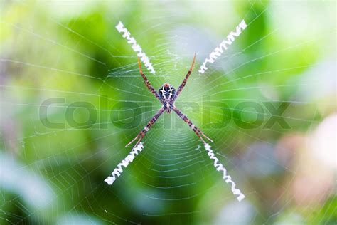 Spider Holding On Cobweb Stock Image Colourbox