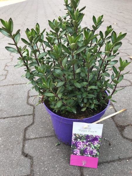 Leenders Plants Bv Hebe Purple Pixie