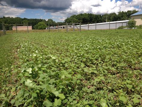 Cover Crop Experiments Talking Hocking