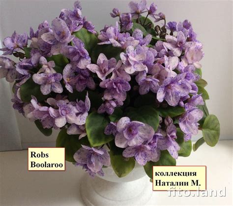 Фиалка Robs Boolaroo