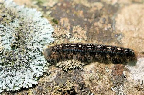 10 Common Fuzzy Bugs You May Encounter With Pictures