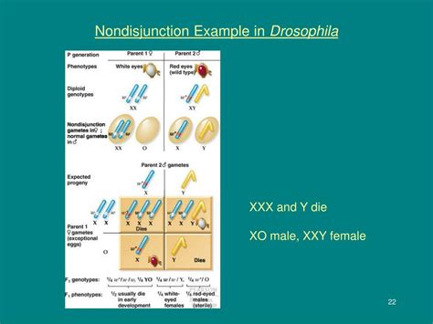 Ppt Sex Determination And Sex Linked Genes Powerpoint Presentation