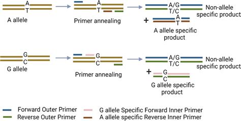 Overview Of Tetra Primer Arms Two Alleles A Allele And G Allele Are
