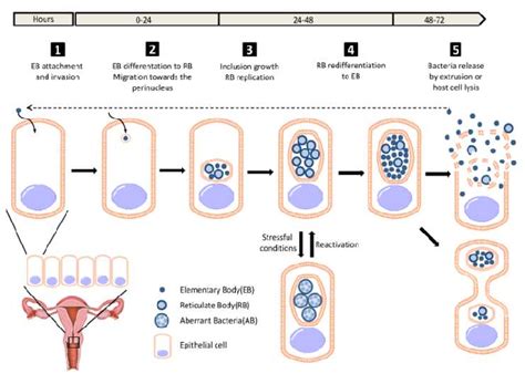 Description And Image Of Hourly Changes In Vaginal Epithelial Cells Download Scientific Diagram