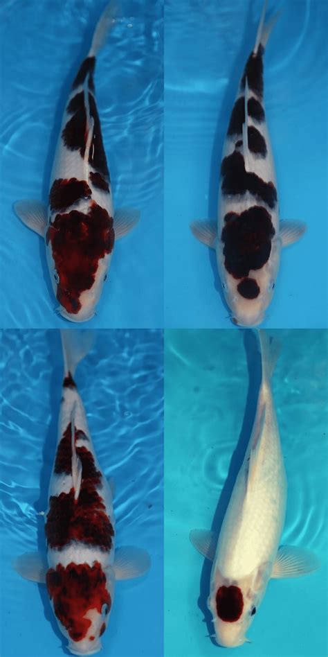 Koi Varieties