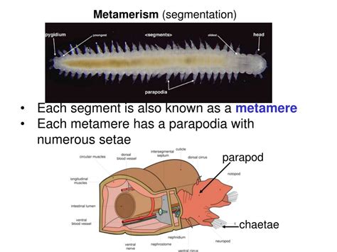 Ppt Annelids Powerpoint Presentation Free Download Id 5489600