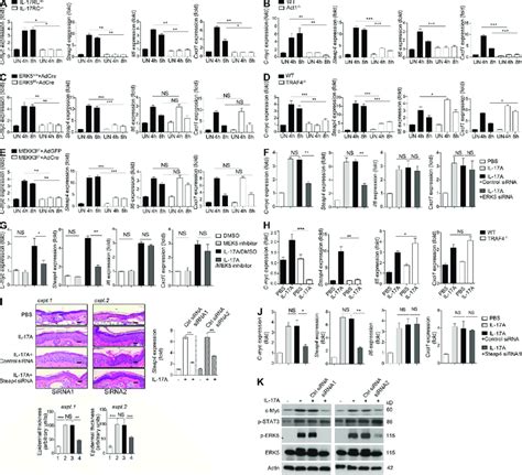 The Act1 Erk5 Axis Mediates Critical Il 17 Target Genes For