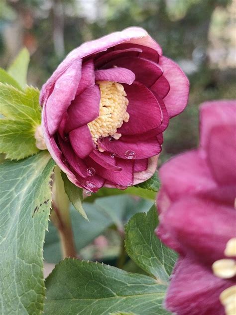 クリスマスローズ 蕾株 メルカリ