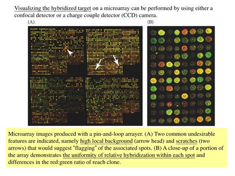 Ppt Microarray Introduction Powerpoint Presentation Free Download Id 4778464