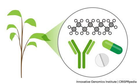 Crispr In Agriculture Innovative Genomics Institute Igi