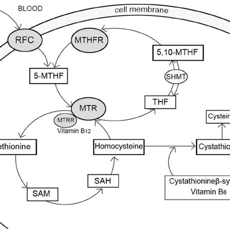 Simplified Overview Of Folate Metabolism Pathway Highlighting Enzymes Download Scientific