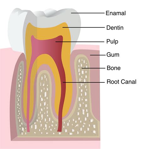 Labeled Tooth Surfaces Diagram At Linda Gary Blog