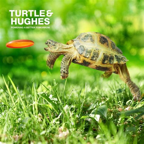 Turtle On Linkedin According To Turtles Can Leap As