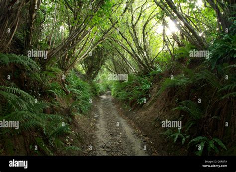 An Ancient Holloway Shaded By Trees A Sunken Lane Eroded Deeper Over