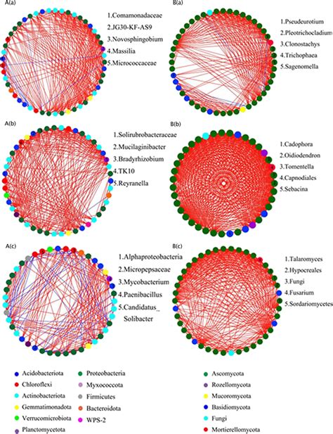 Network Analysis Showing The Connectedness Among Bacterial Genera A
