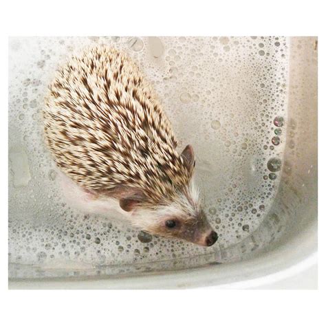 Splish Splash I Was Takin A Bath Scrolller Splish Splash I Was Takin A Bath Scrolller