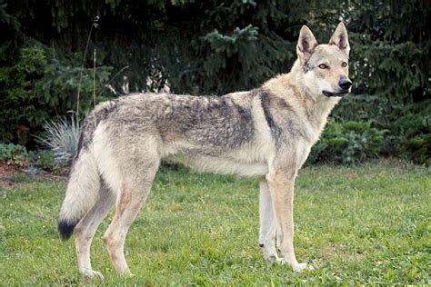 Conoce Cuál Es El Origen Del Perro Y Su Nombre Científico Infobae