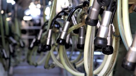Milking Tools Videos And Hd Footage Getty Images