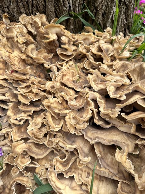 Need Help Identifying This Fungus R Mycology