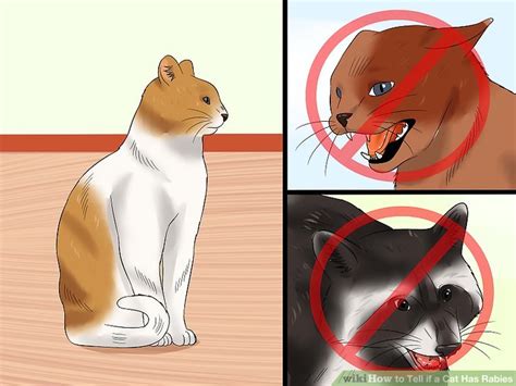 Ways To Tell If A Cat Has Rabies WikiHow