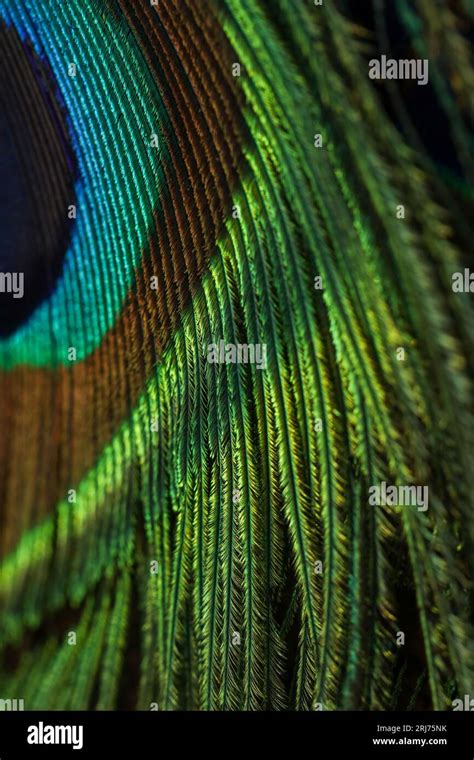 Featuring Intricate Feather Patterns Hi Res Stock Photography And Images Alamy