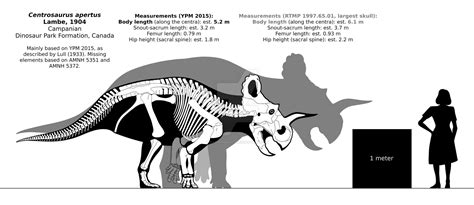 Centrosaurus Apertus Skeletal Reconstruction By Randomdinos On Deviantart