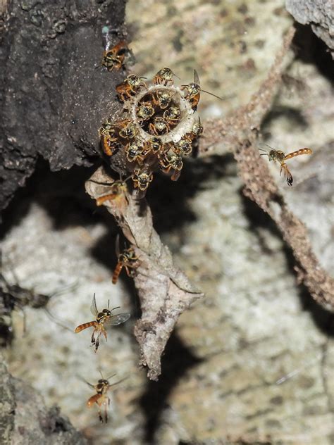 Abelhas Object Detection Dataset And Pre Trained Model By Tcc Wsio Coelho