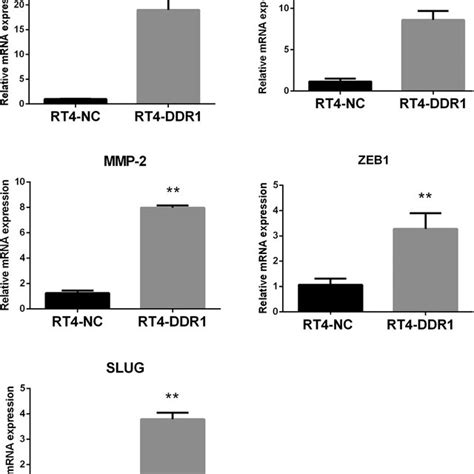 The Mrna Expression Of Ddr1 Col4a1 Mmp 2 Zeb1 And Slug After