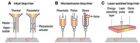 Three Dimensional Bioprinting Applications For Bone Tissue Engineering