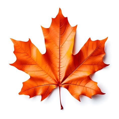 Premium Photo Orange Maple Leaf Isolated On White Background