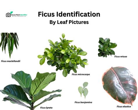 Ficus Identification By Leaf A True Gallery Of 18 Most Popular Ficus Species Inhouseplant