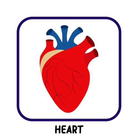 인간의 내부 장기 평평한 터 심장 프리미엄 벡터