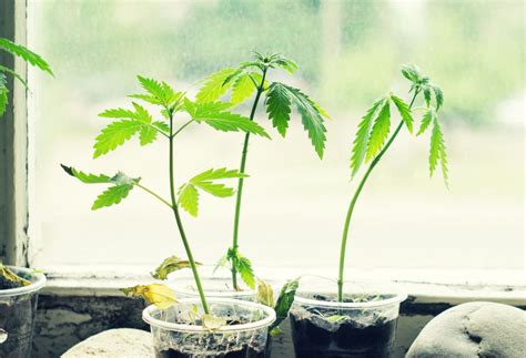 How To Grow Weed Indoors Without Lights Weedseedshop