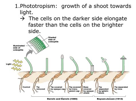 Ppt Ch 39 Plant Responses To Internal And External Signals Powerpoint Presentation Id41328