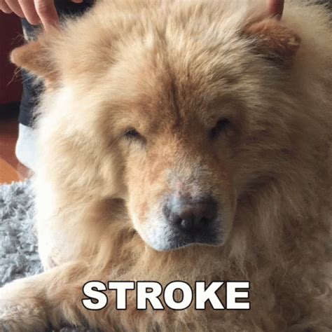 Stroke S