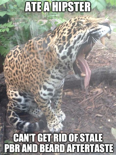 Jaguar Memes And S Imgflip