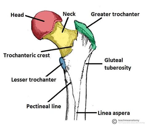 The Femur Proximal Distal Shaft Teachmeanatomy