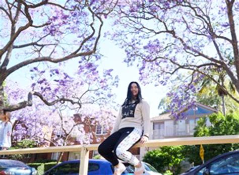 Mengejar Jacaranda Di Kirribilli Indomedia