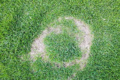 How To Identify And Treat Necrotic Ring Spot