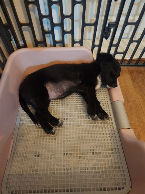 울딸과햄찌아들들 2 포텐 터짐 최신순 에펨코리아