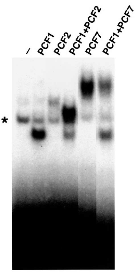 Figure 5 From Dna Binding And Dimerization Specificity And Potential Targets For The Tcp Protein