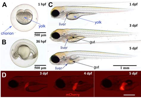 Zebrafish Embryo Size